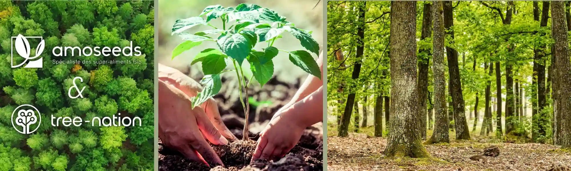 Tree-Nation, nuestro compromiso con la reforestación – Amoseeds España